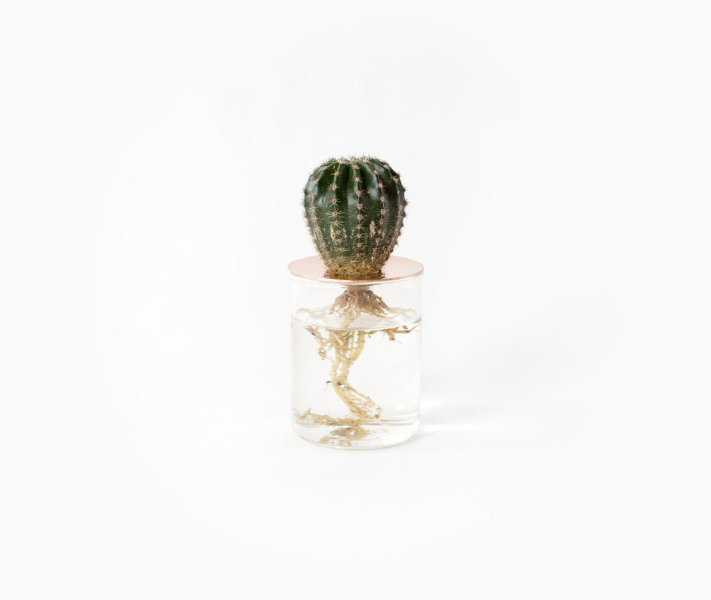 10 Terra Glass & Copper Terrarium - Lid Vision Small – zen minded